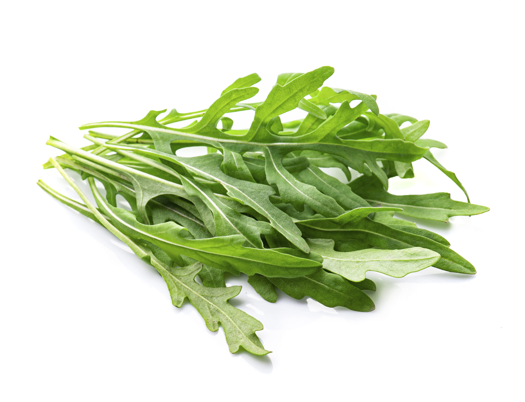 How to Plant, Grow, and Use Arugula - plant-universe.com